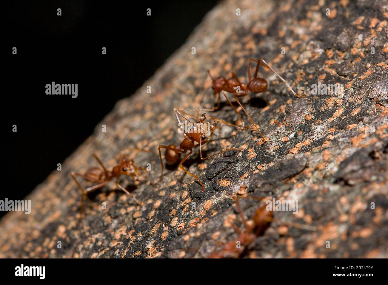Red ants are on the tree Stock Photo - Alamy