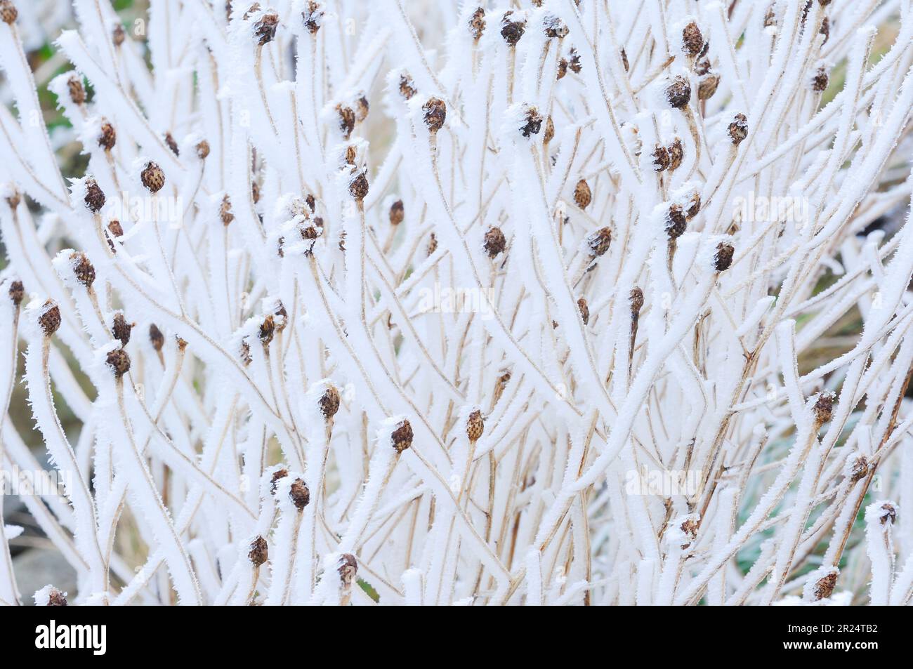 Black / Common Knapweed (Centaurea nigra) dead, frosted stems and seed ...