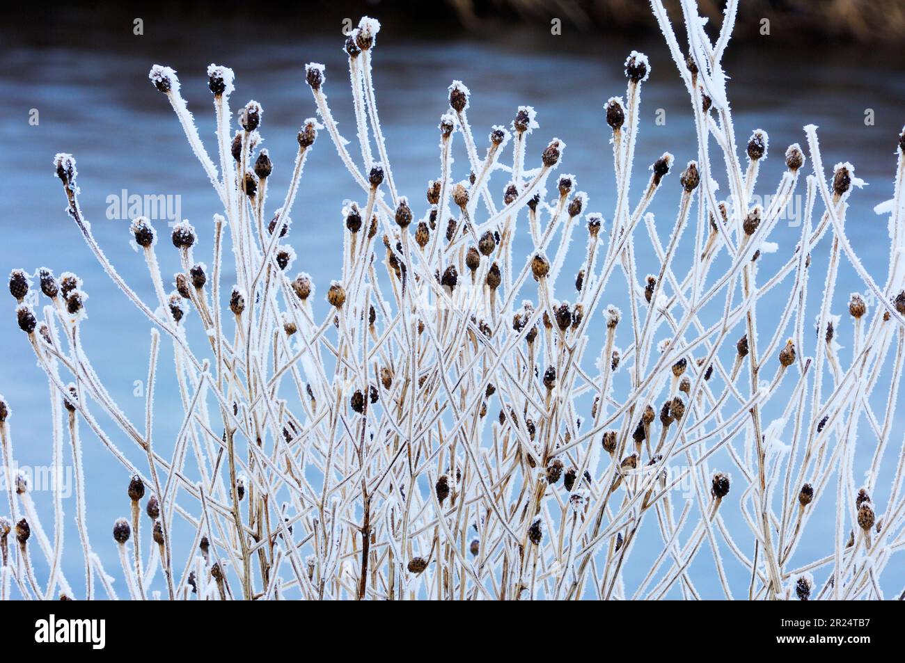 Black / Common Knapweed (Centaurea nigra) dead, frosted stems and seed ...