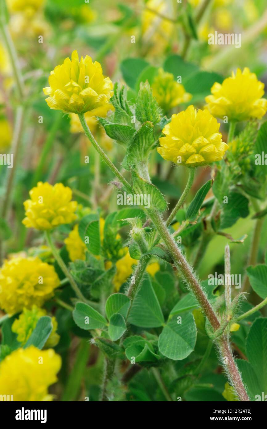 Black Medick (Medicago lupulina) in flower at Three Hagges Wood Meadow ...