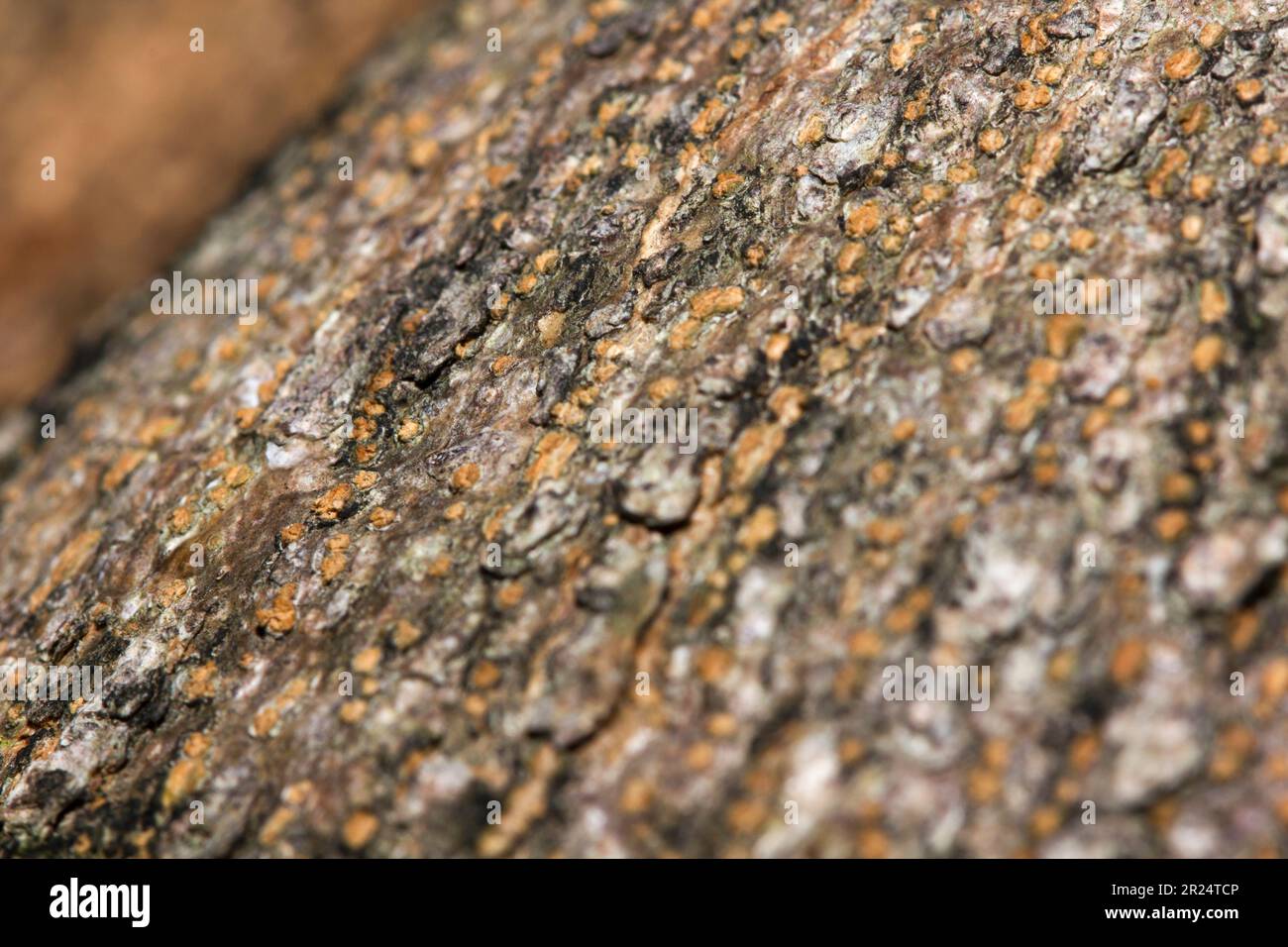 The tree's skin is dry and rough Stock Photo - Alamy