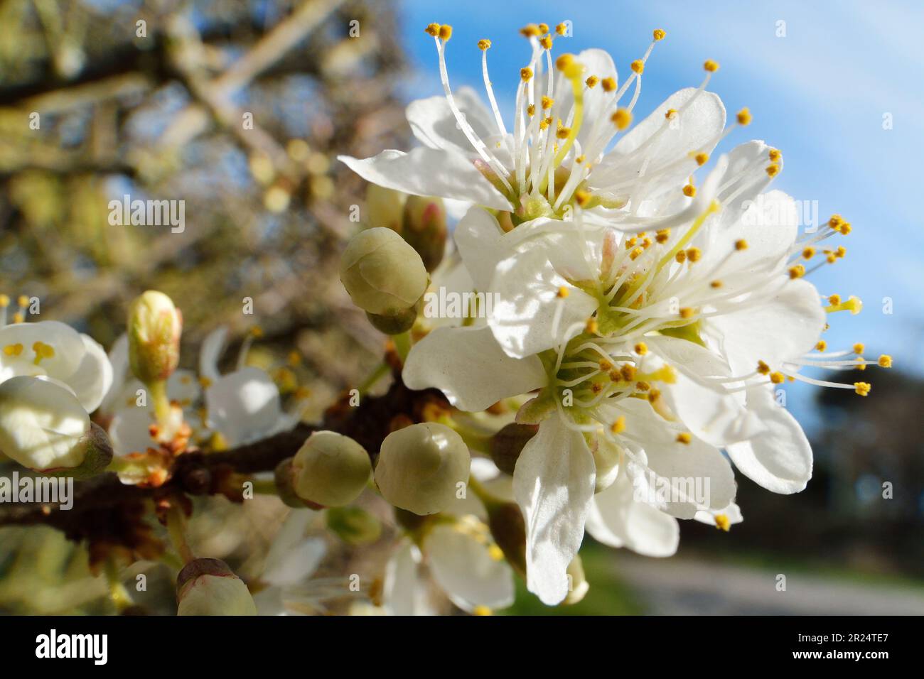Blackthoun / Sloe (Prunus spinosa) blossom in hedgerow in municipal ...