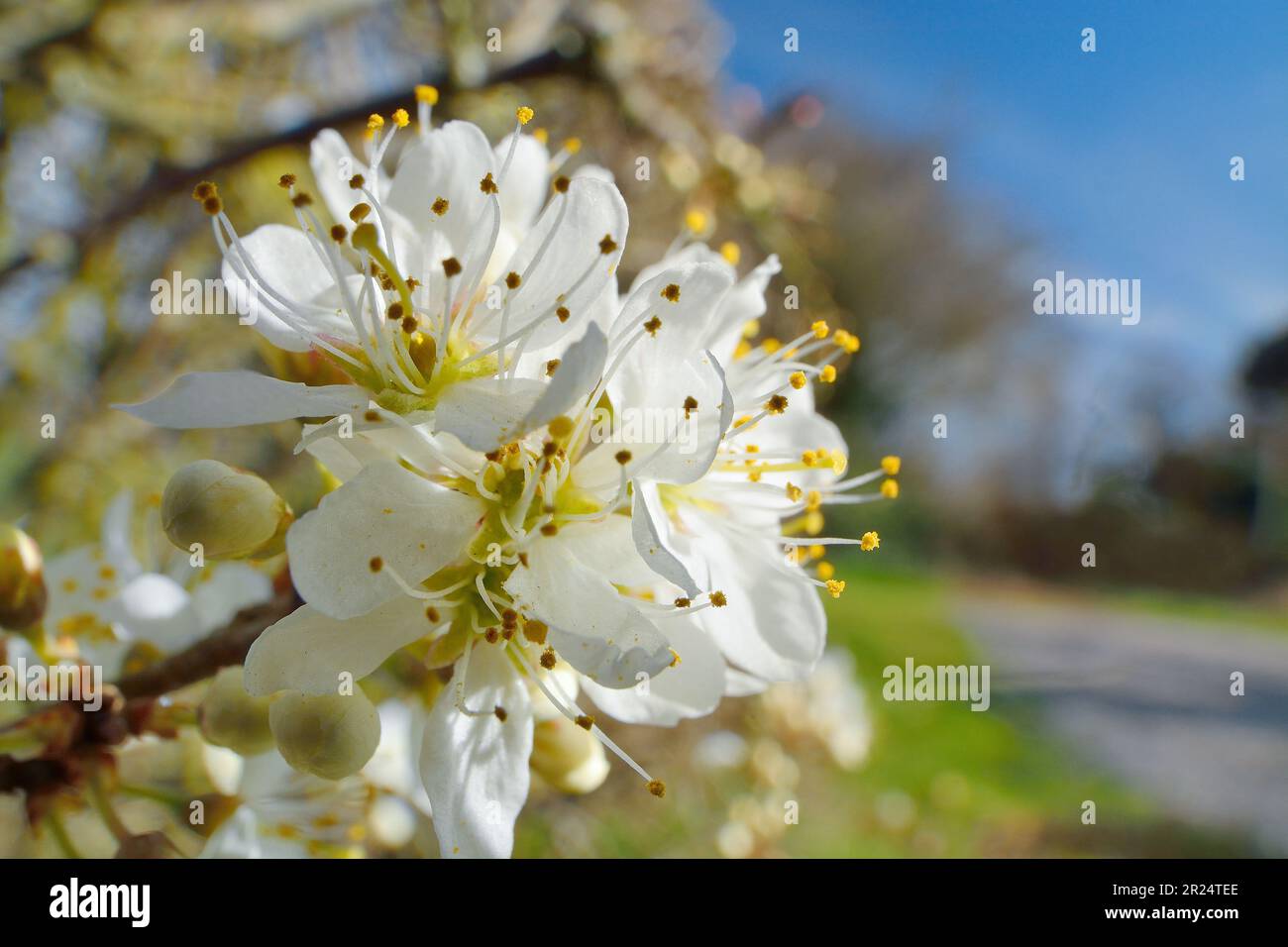 Blackthorn / Sloe (Prunus spinosa) blossom in hedgerow in municipal ...