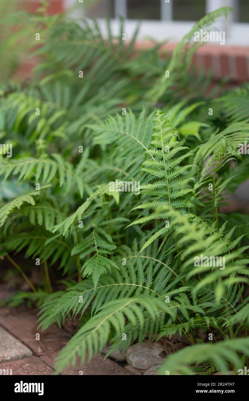 Southern shield fern, Thelypteris kunthii, growing along a brick path ...