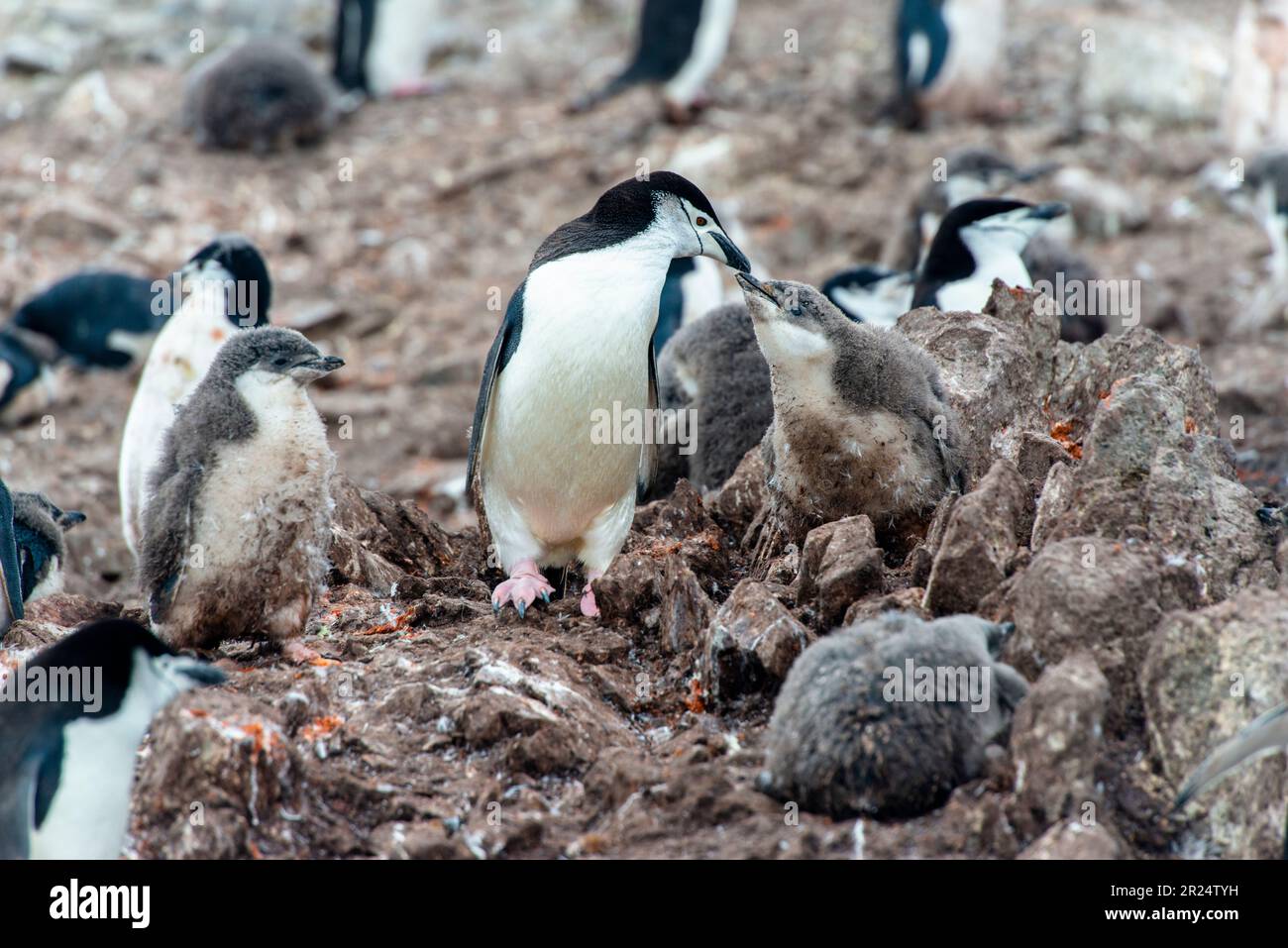 Half Moon Island, Antarctica. Chinstrap penguin rookery at Half Moon ...