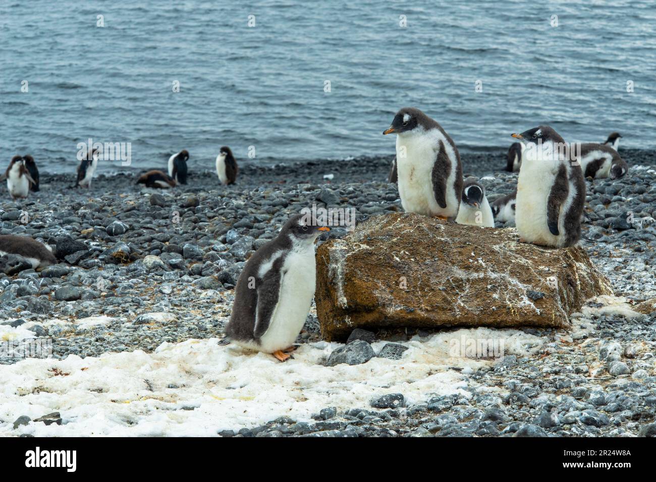 Brown bluff beach antarctica hi-res stock photography and images - Alamy