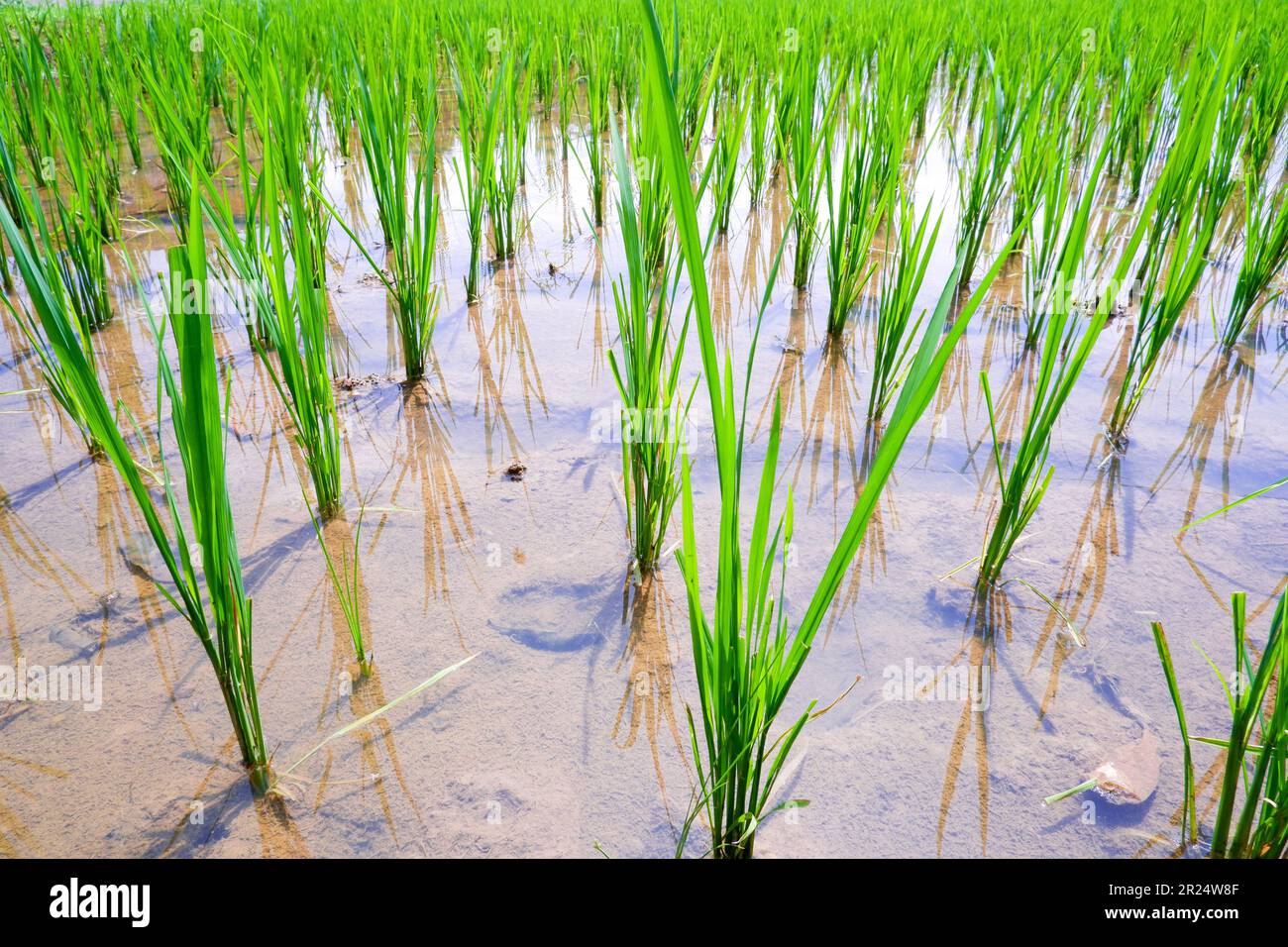 Morning sunbeam on farm meadow hi-res stock photography and images - Alamy