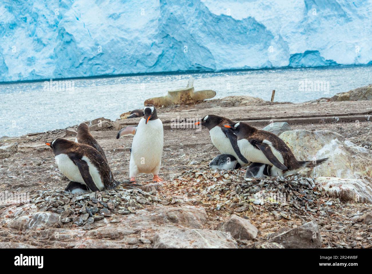 Neko Harbor, Antarctica. Penguins nest in the guano and stones in a ...