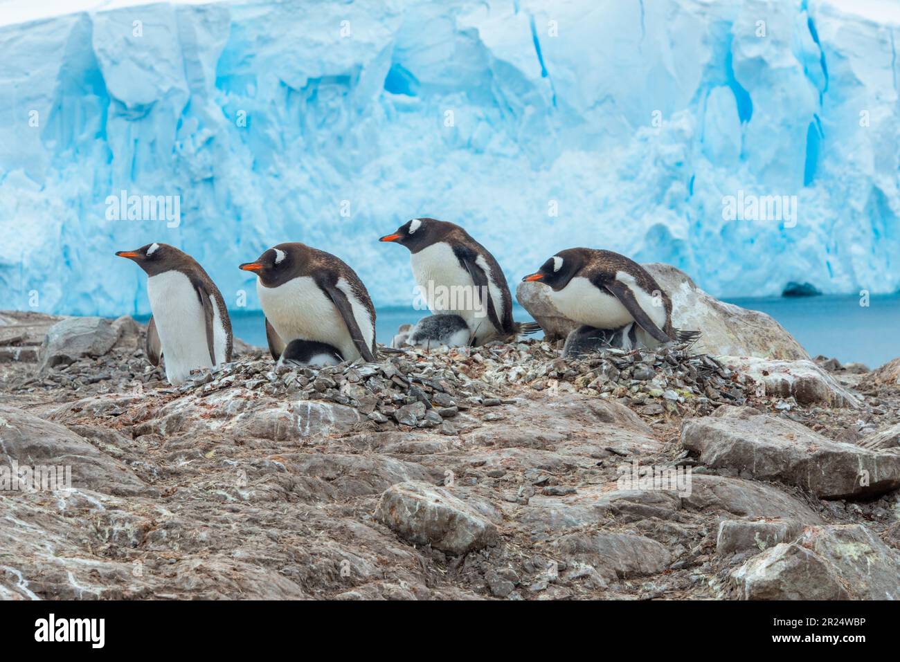 Neko Harbor, Antarctica. Penguins nest in the guano and stones in a ...