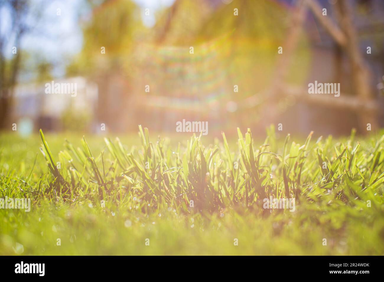 Fresh green grass on a sunny summer day close-up. Beautiful natural ...