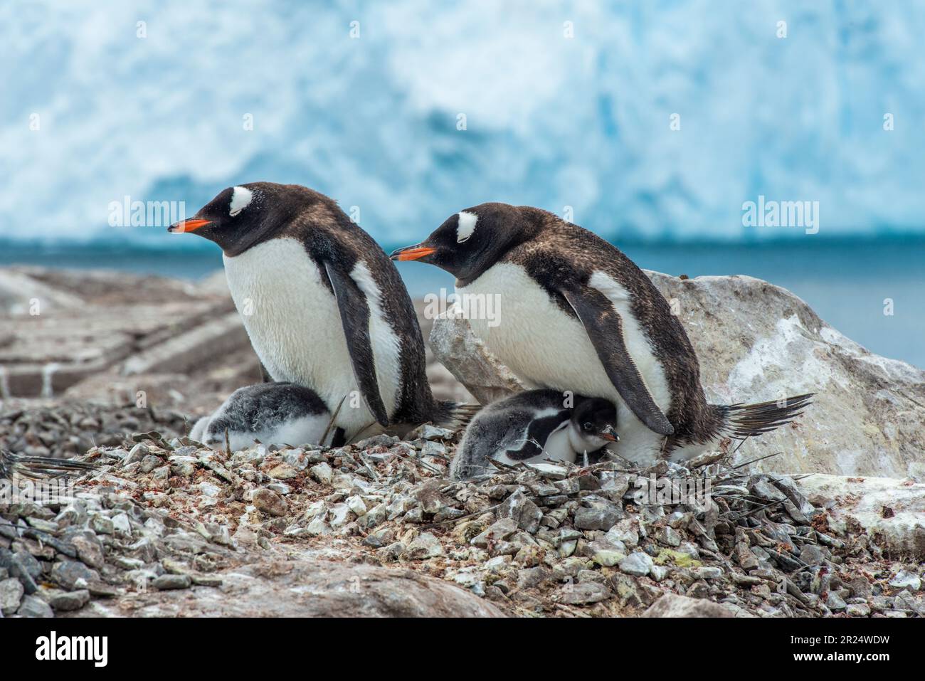 Guano hi-res stock photography and images - Alamy