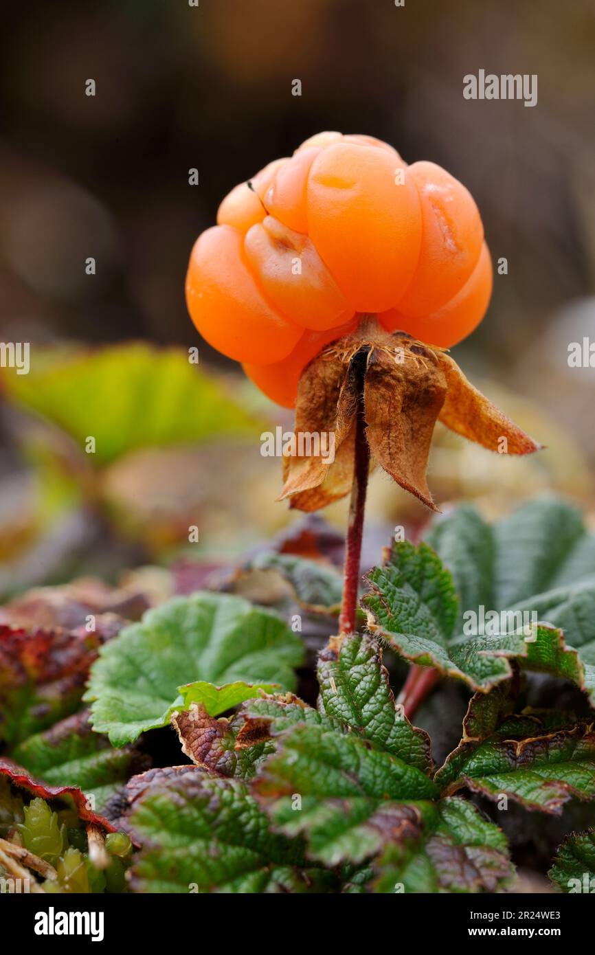 Chamaemorus hi-res stock photography and images - Alamy