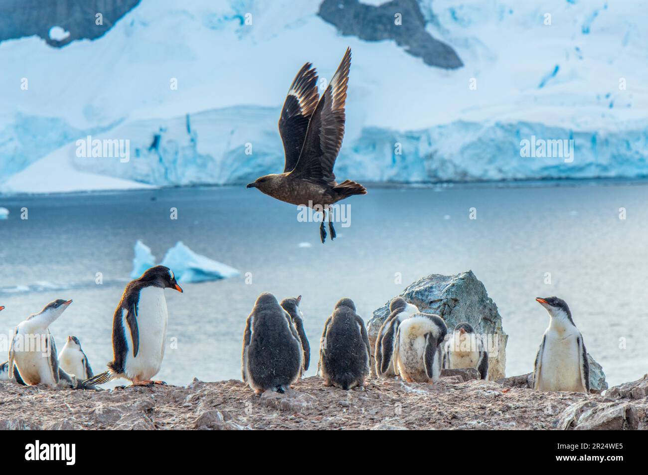 Danco Island, Antarctica. Penguins nest in the guano and stones in a ...