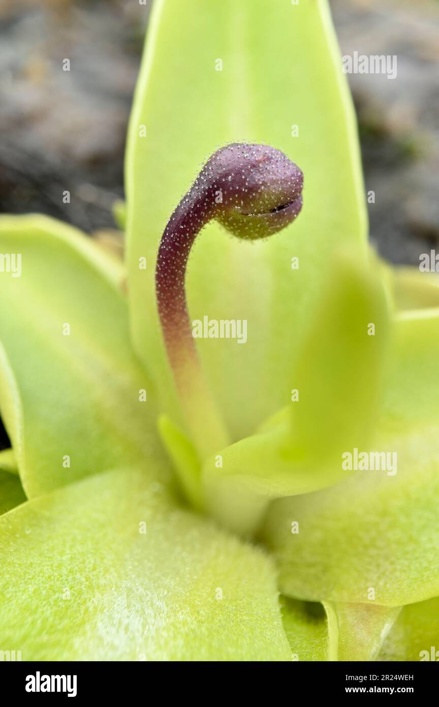 Common Butterwort (Pinguicula vulgaris) close-up of plant showing ...