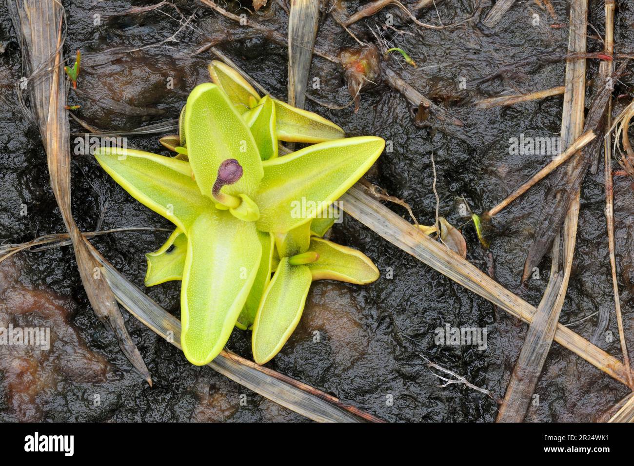 Common Butterwort (Pinguicula vulgaris) close-up of plant showing ...