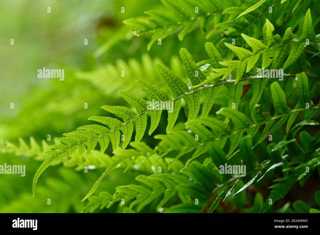 Common Polypody Fern (Polypodium vulgare) fronds growing out of damp ...