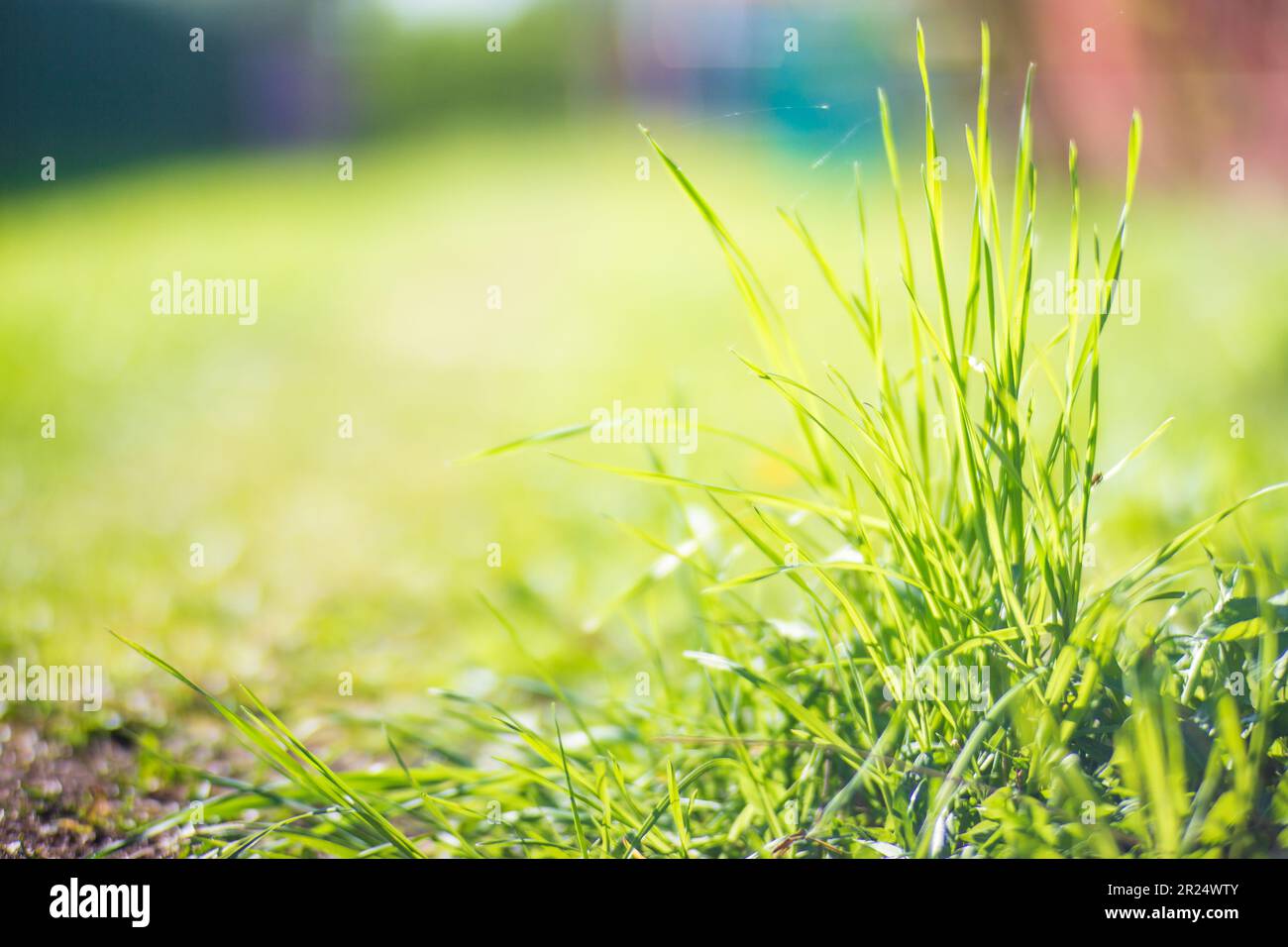 Fresh green grass on a sunny summer day close-up. Beautiful natural ...