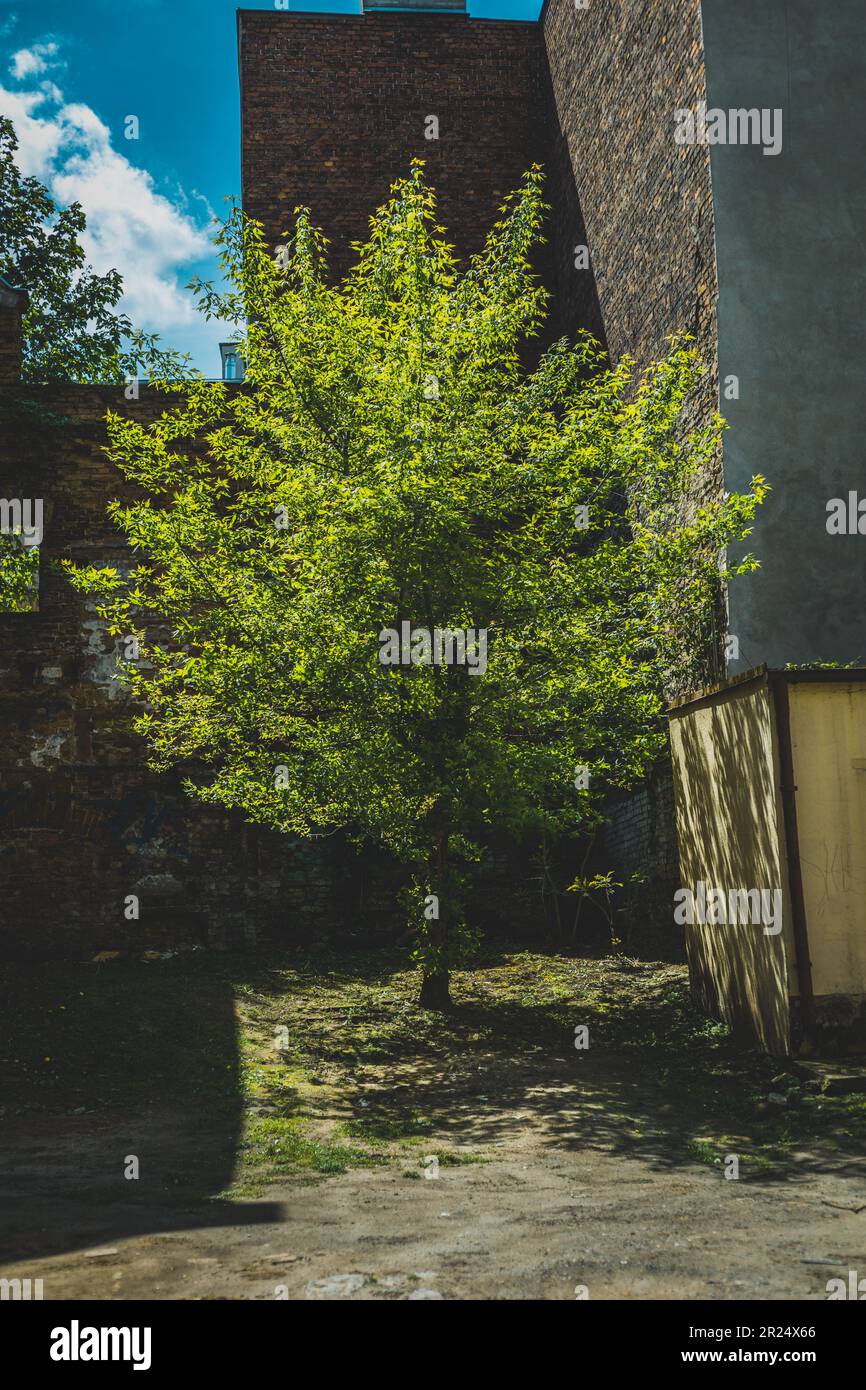 deciduous tree in the city yard Stock Photo - Alamy