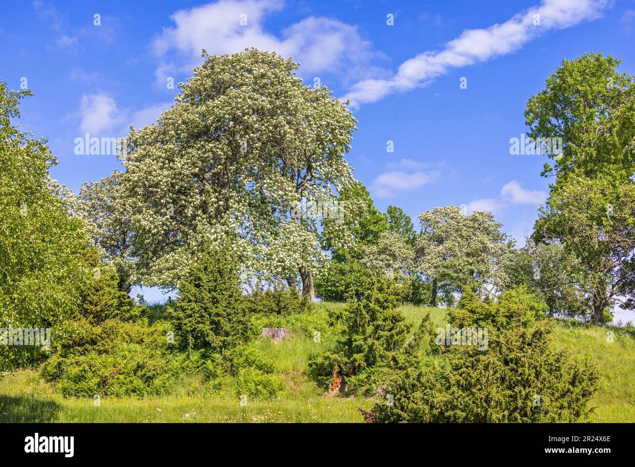 Swedish whitebeam hi-res stock photography and images - Alamy