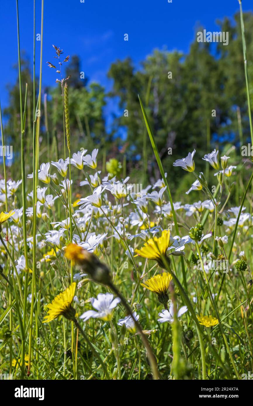 Field mouse-ear flowers in a meadow Stock Photo - Alamy
