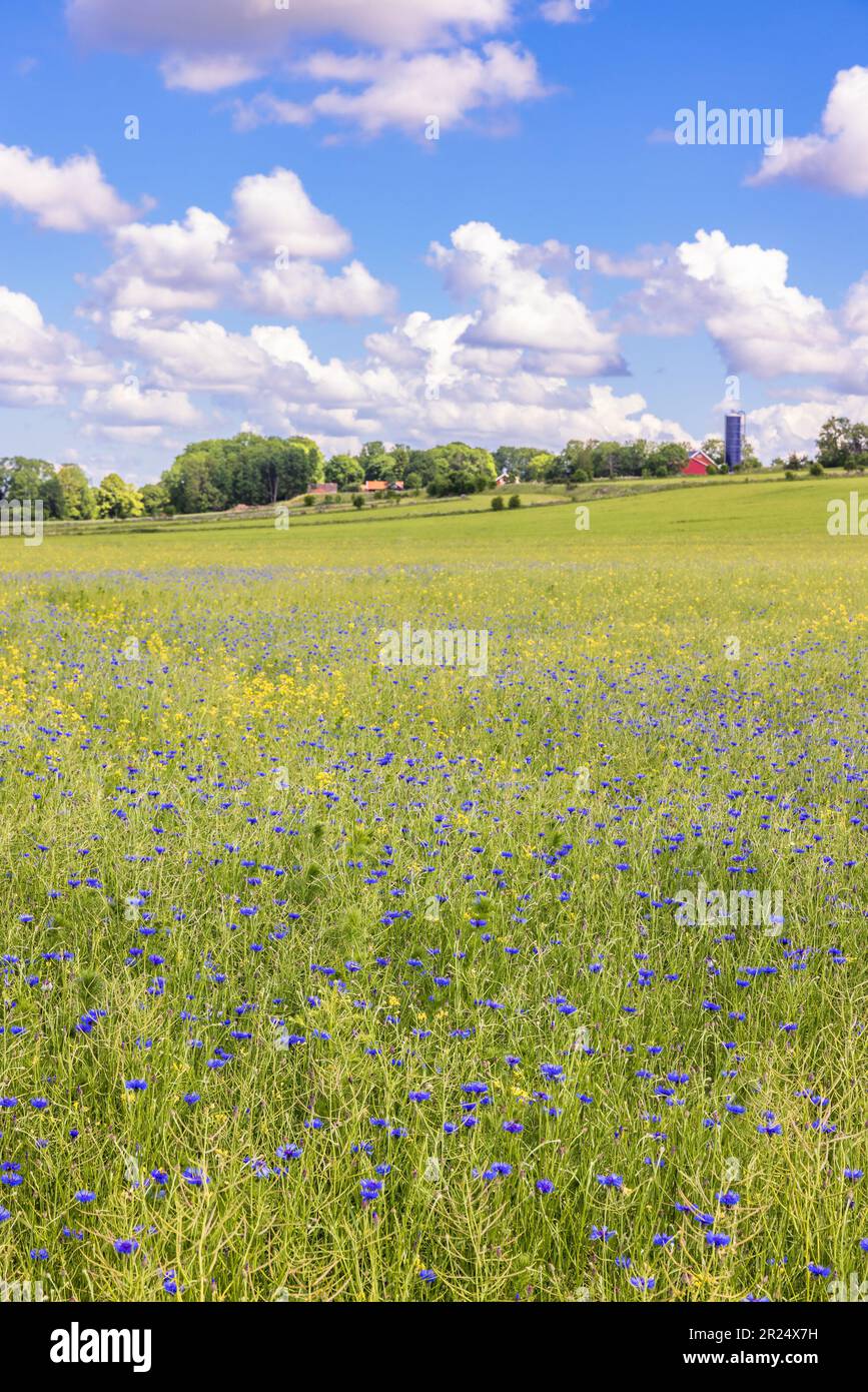 Flowering Cornflowers at a field in the countryside Stock Photo - Alamy