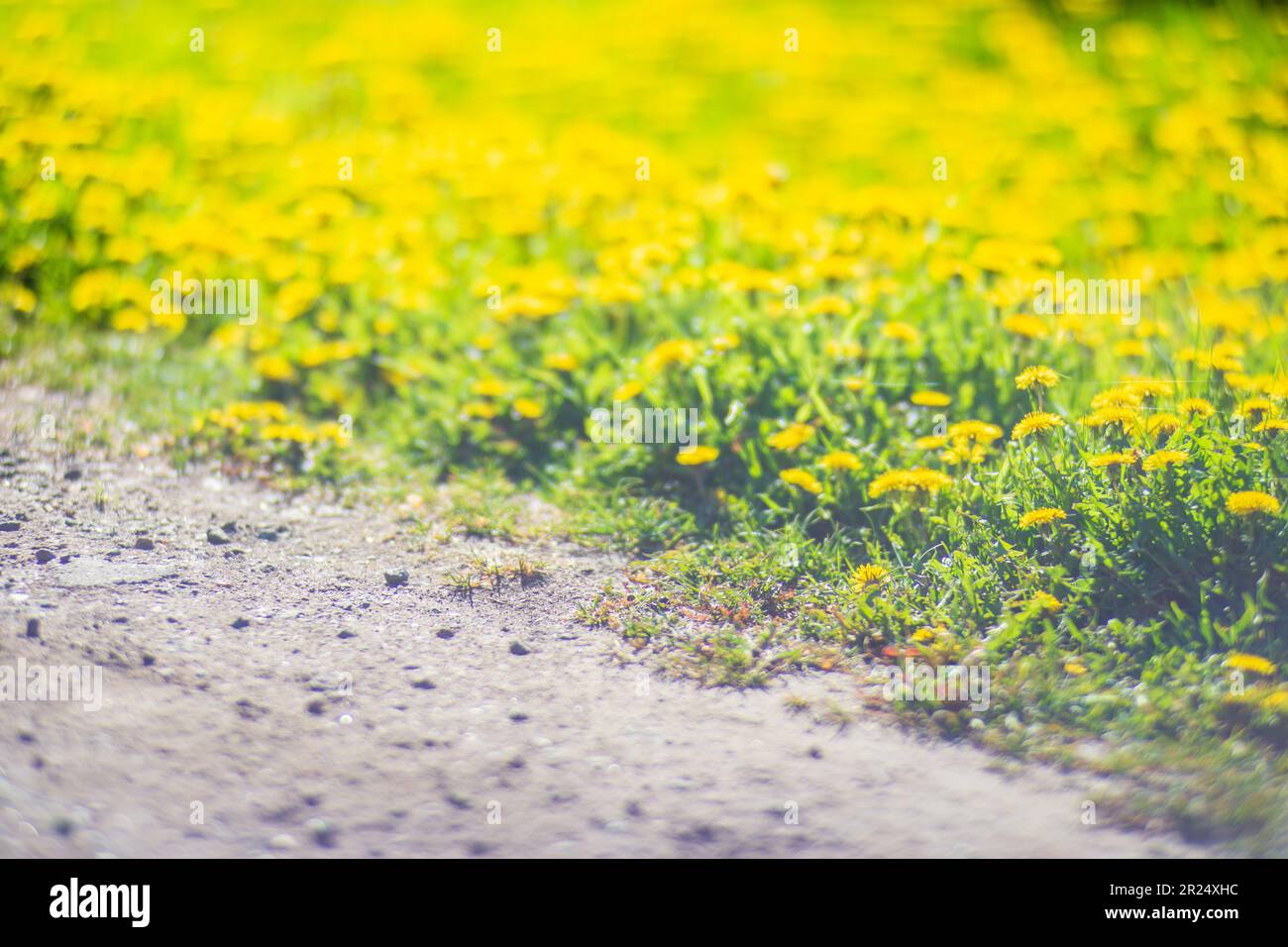 Wildflowers close-up on a sunny day in summer. Beautiful natural rural ...