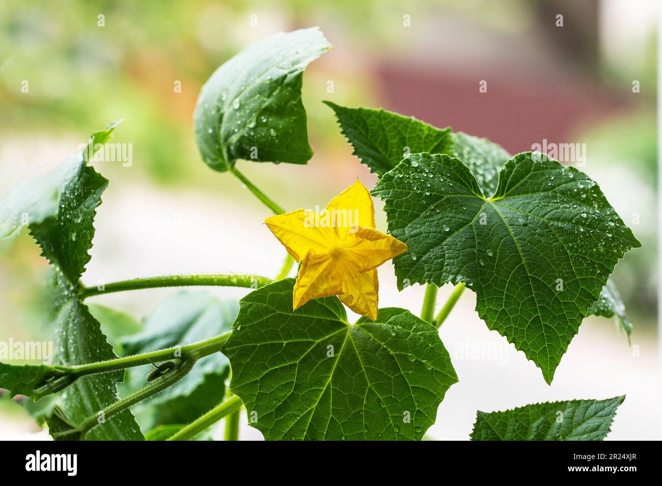 yellow cucumber flower after cucumber ovary, growing cucumbers at home ...