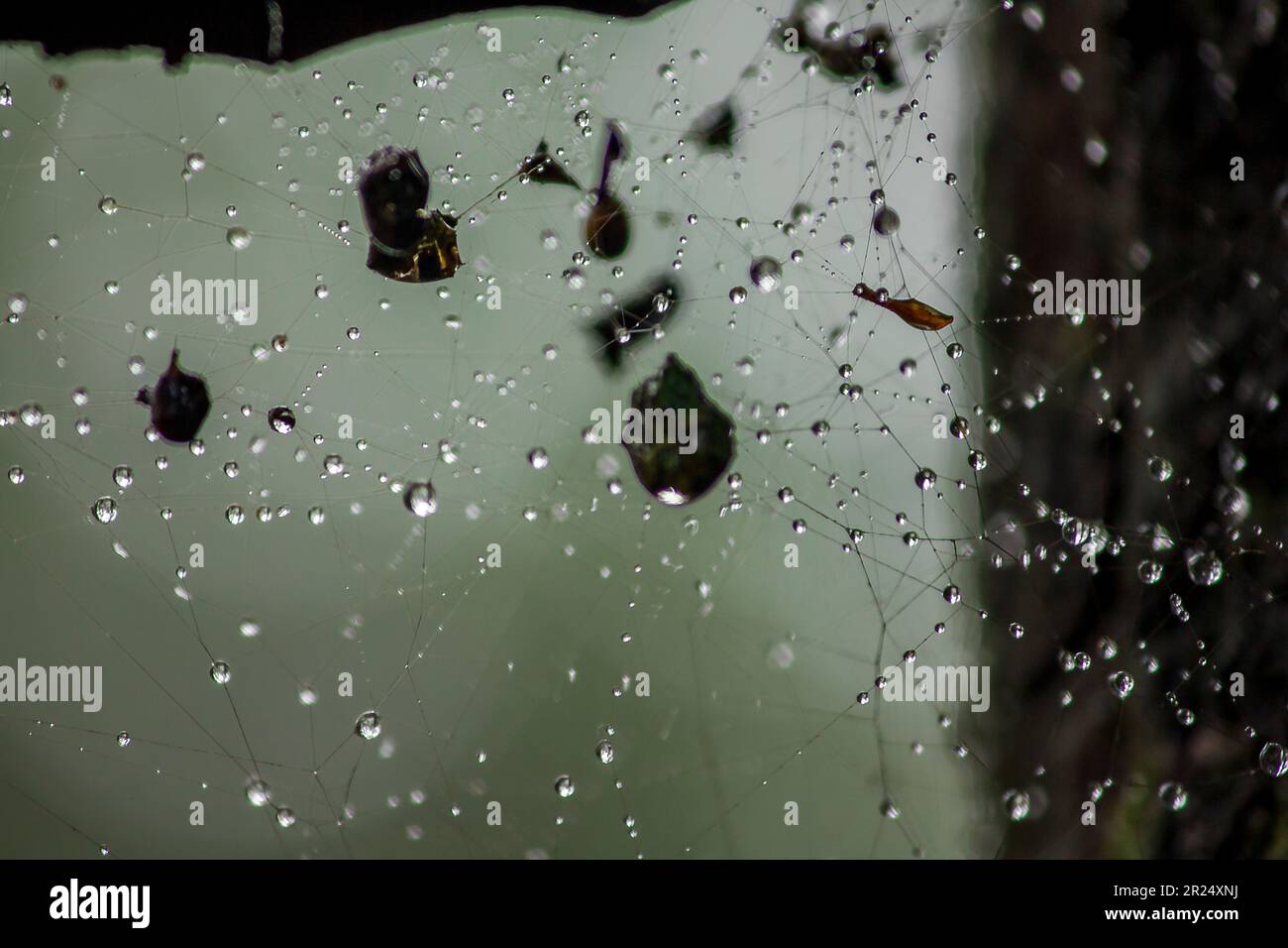 Spider web spray hi-res stock photography and images - Alamy