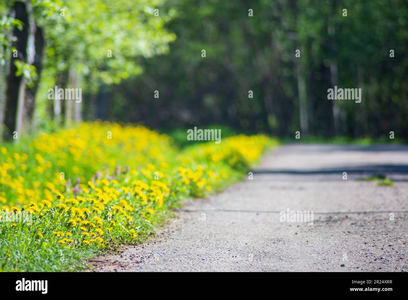 Wildflowers close-up on a sunny day in summer. Beautiful natural rural ...