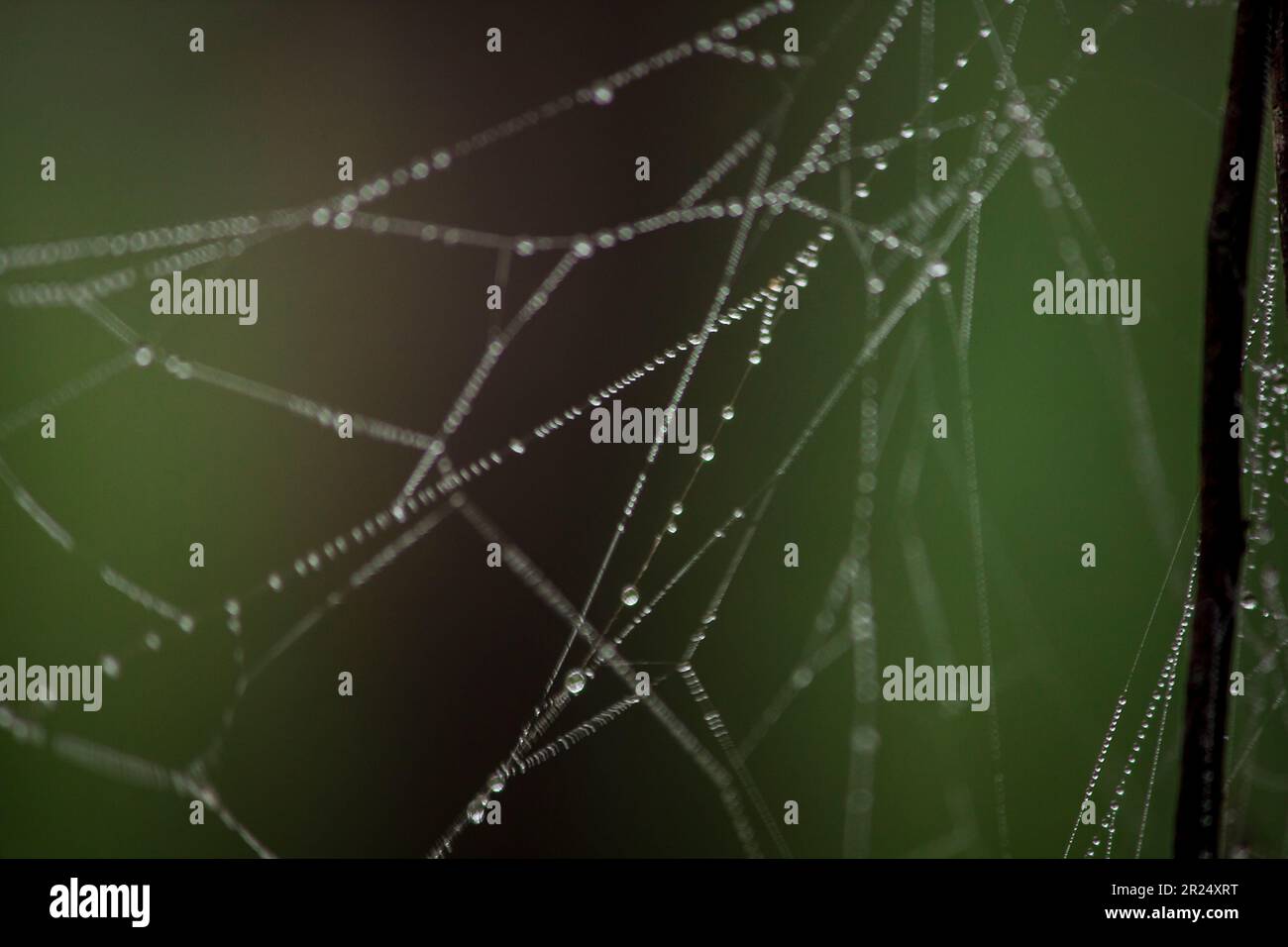 Dewdrop net cobweb spiders hi-res stock photography and images - Alamy