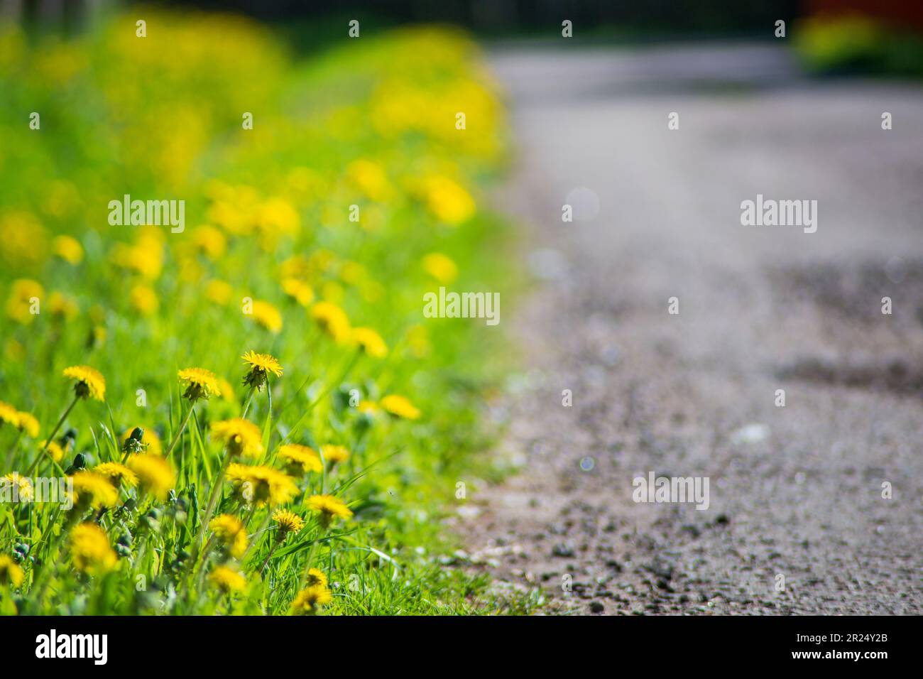 Wildflowers close-up on a sunny day in summer. Beautiful natural rural ...