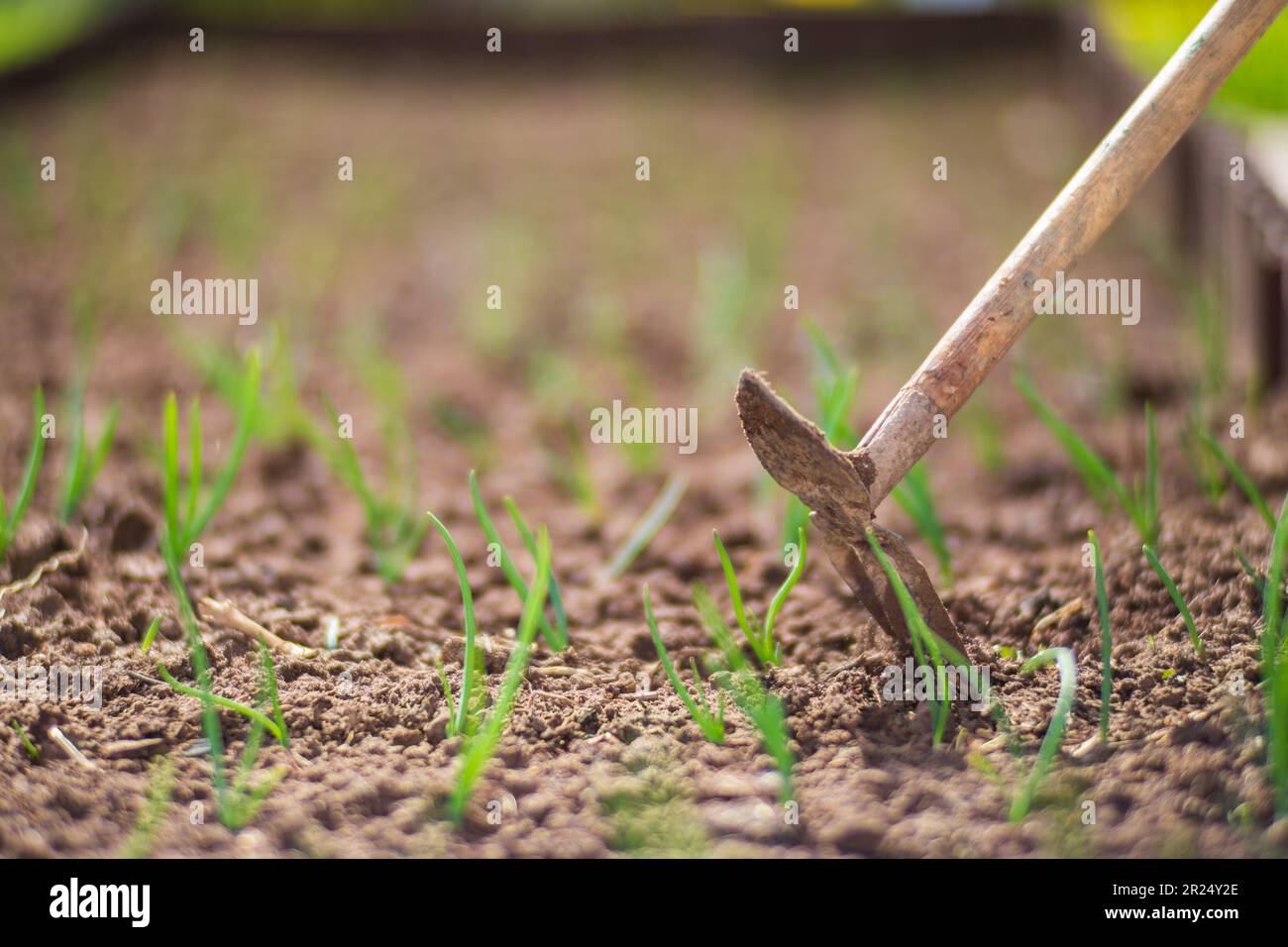 Weeding beds with agricultura plants growing in the garden. Weed ...