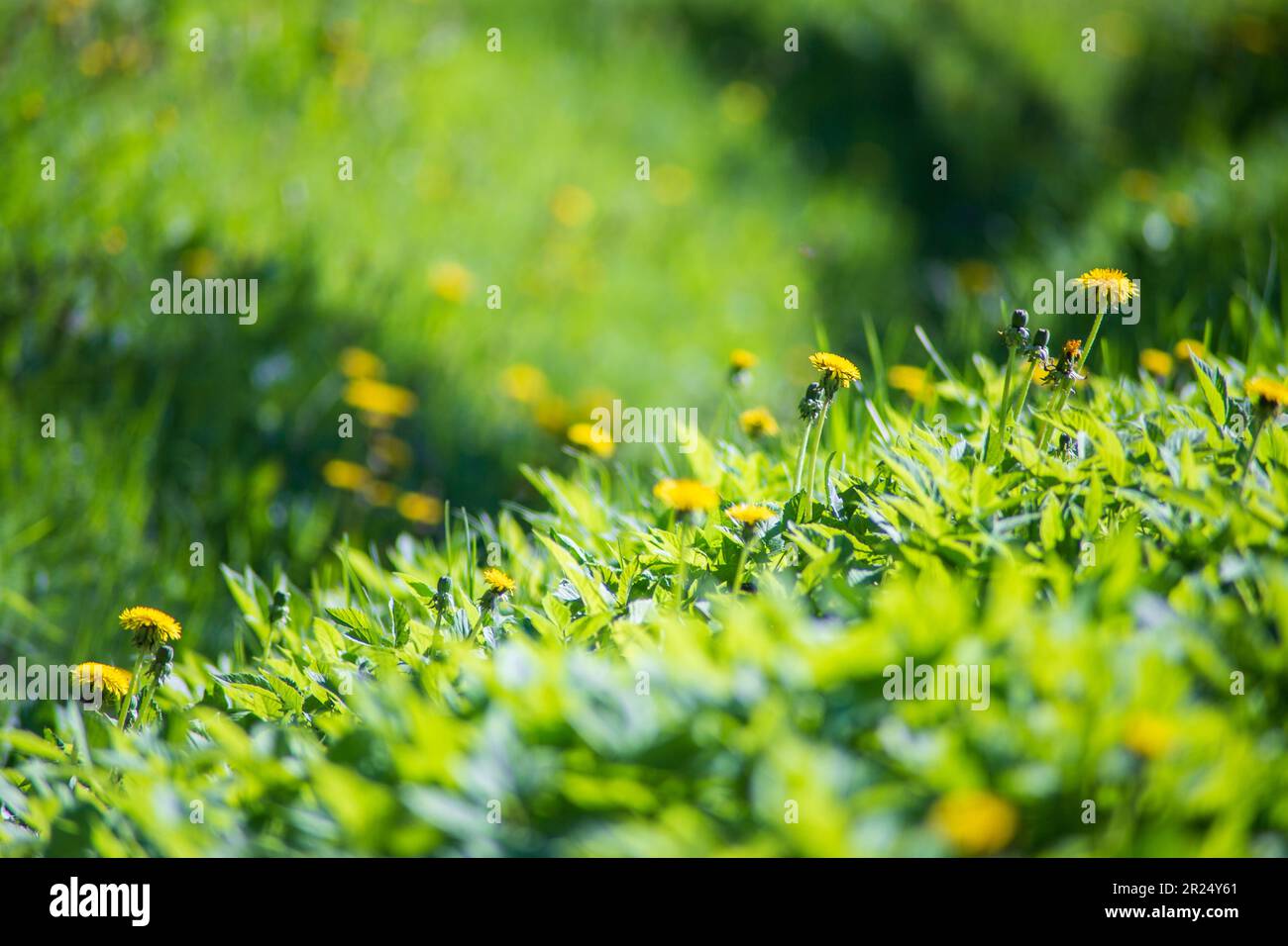 Wildflowers close-up in sunny day in summer meadow. Beautiful natural ...