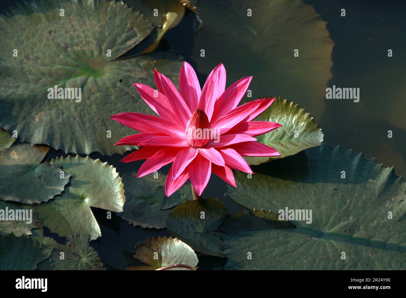 water lily red lotus blooming on water, aquatic plant Stock Photo - Alamy