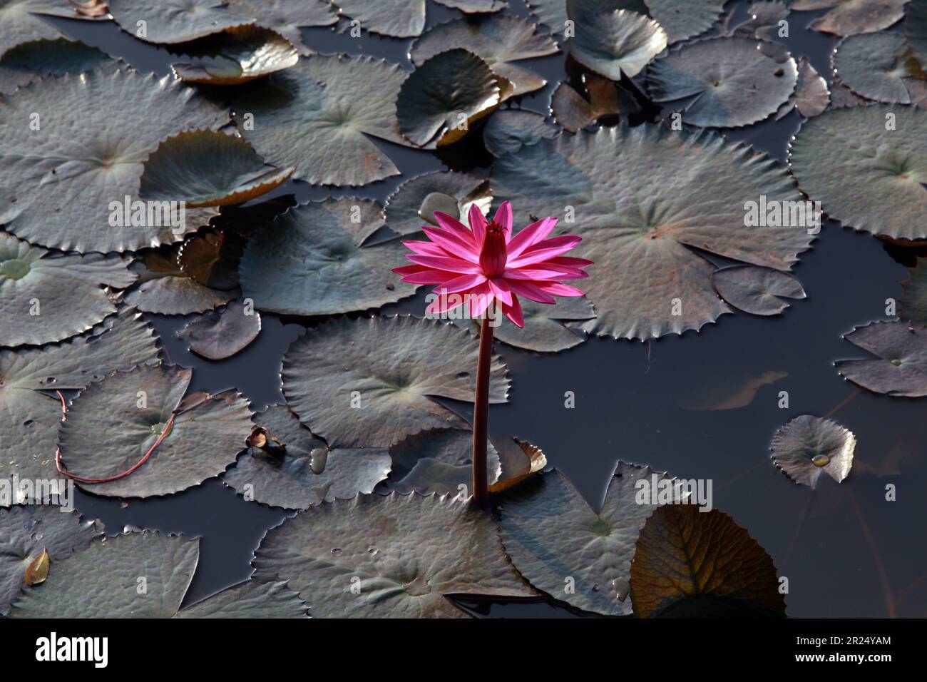 water lily red lotus blooming on water, aquatic plant Stock Photo - Alamy