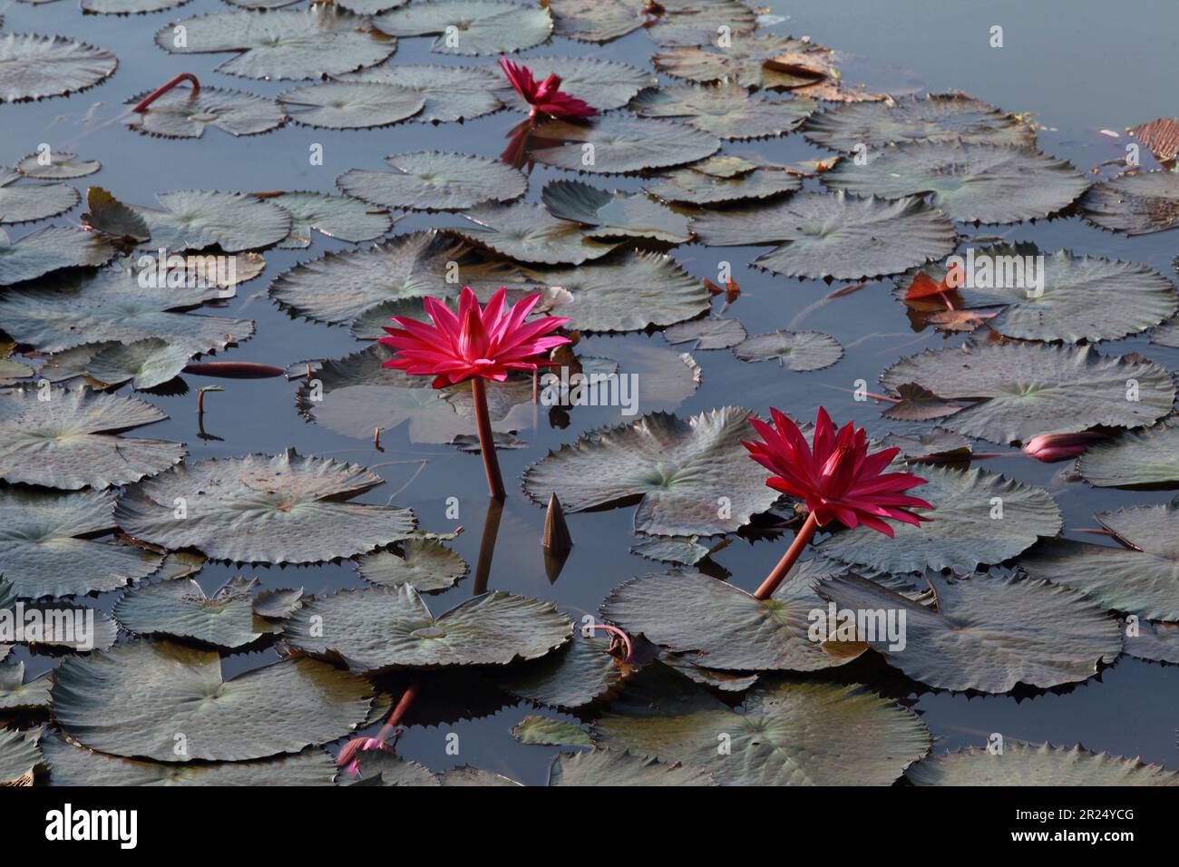 water lily red lotus blooming on water, aquatic plant Stock Photo - Alamy