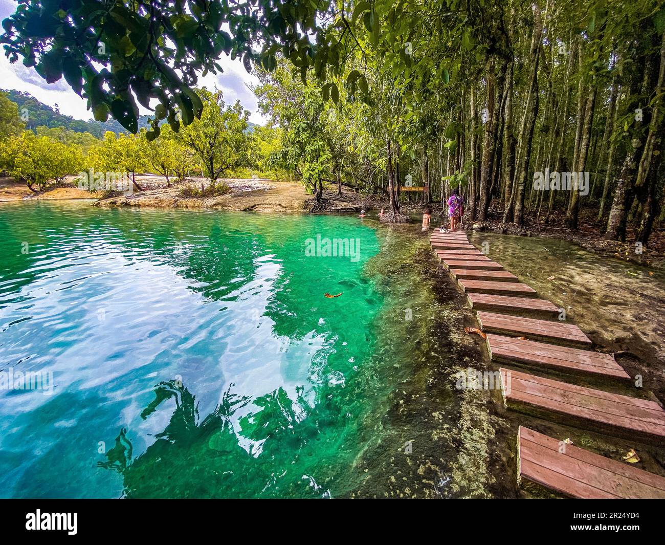 Emerald Pool in Krabi rainforest and mangrove trees, Thailand. Crystal ...