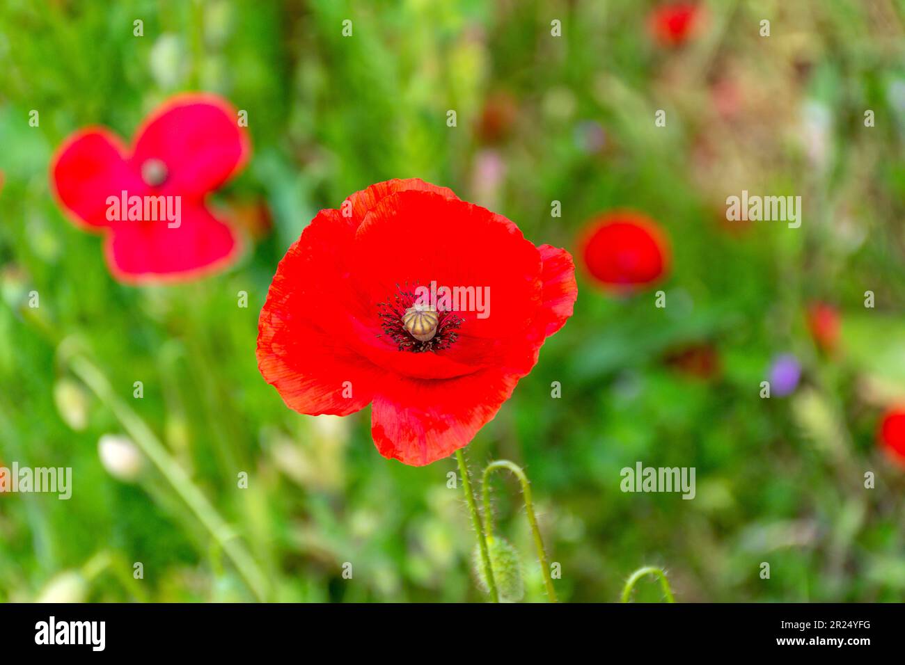Common poppies (Papaver rhoeas) growing in garden, Lewis Lane ...
