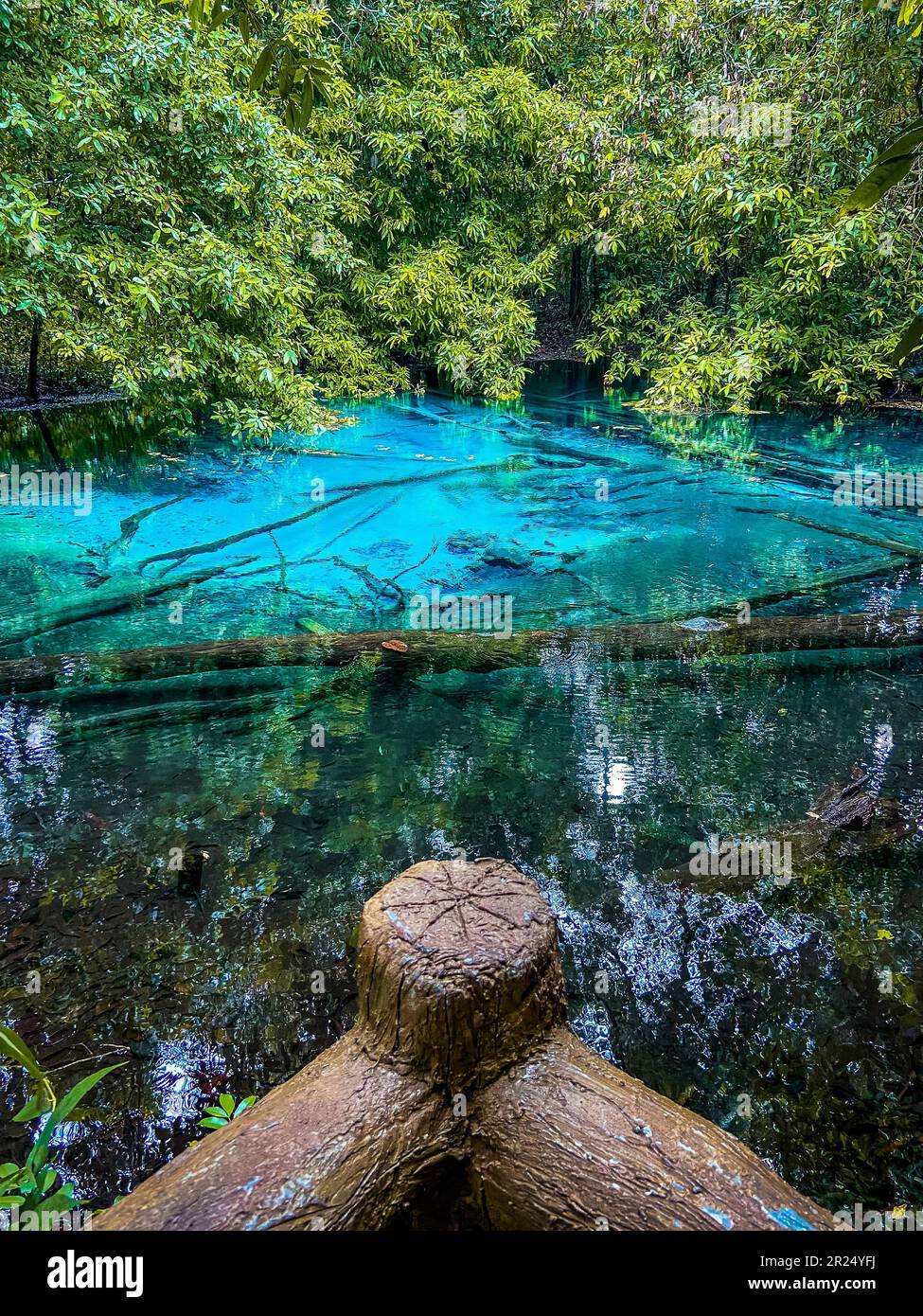 Emerald Pool in Krabi rainforest and mangrove trees, Thailand. Crystal clear water ponds Stock ...