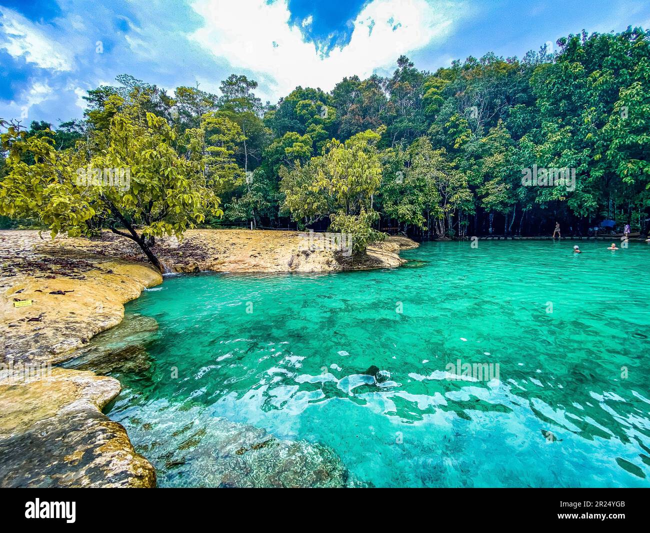 Emerald Pool in Krabi rainforest and mangrove trees, Thailand. Crystal ...