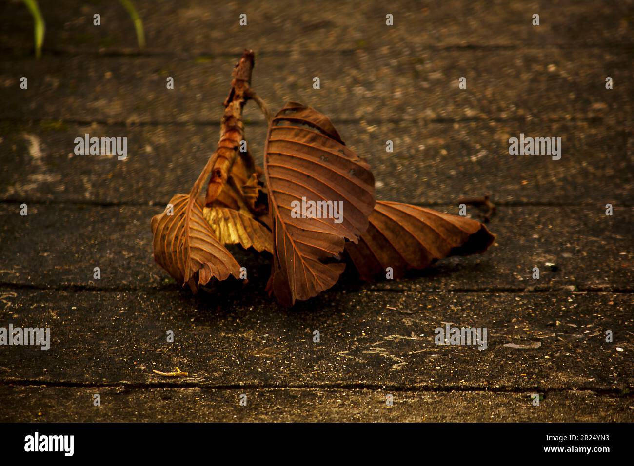 Old dry leaves surface texture hi-res stock photography and images - Alamy