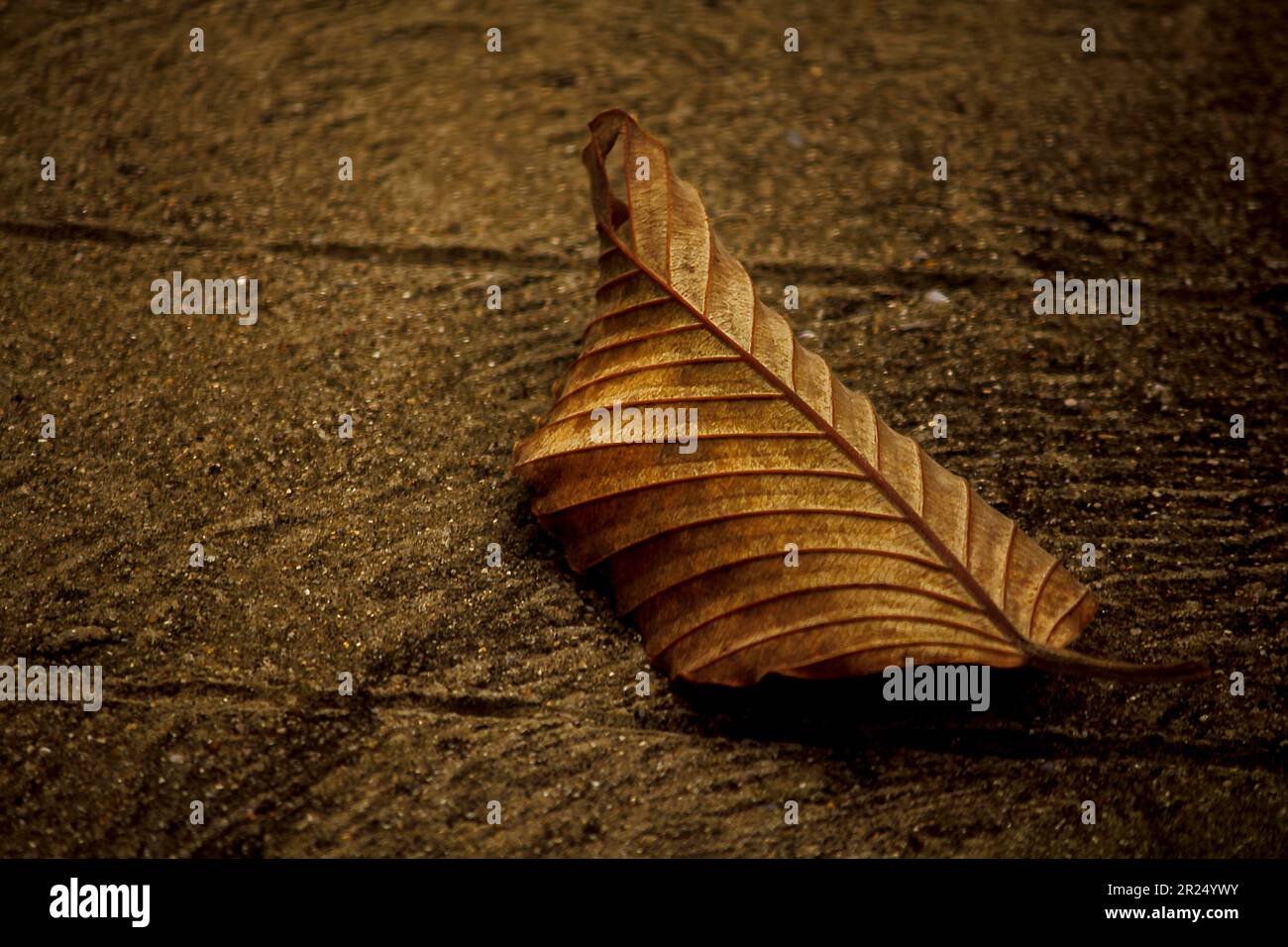 Old dry leaves surface texture hi-res stock photography and images - Alamy