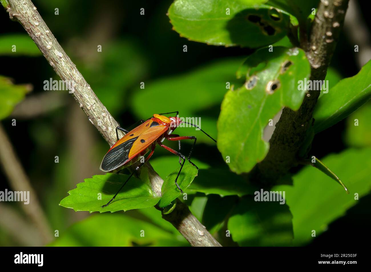 Cotton stainer on branches Stock Photo - Alamy