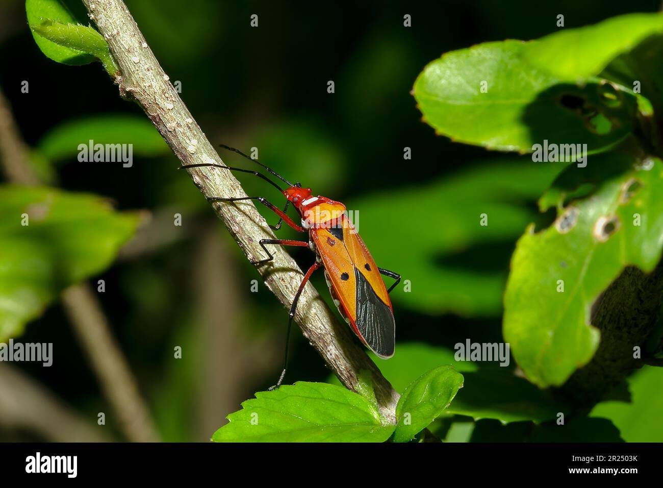 Cotton stainer on branches Stock Photo - Alamy