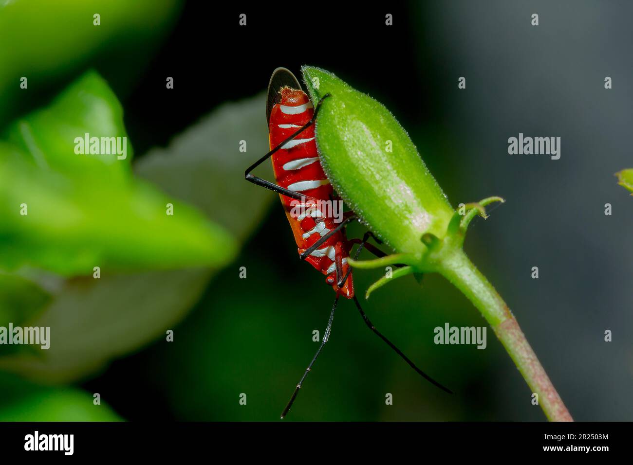 Cotton stainer on branches Stock Photo - Alamy