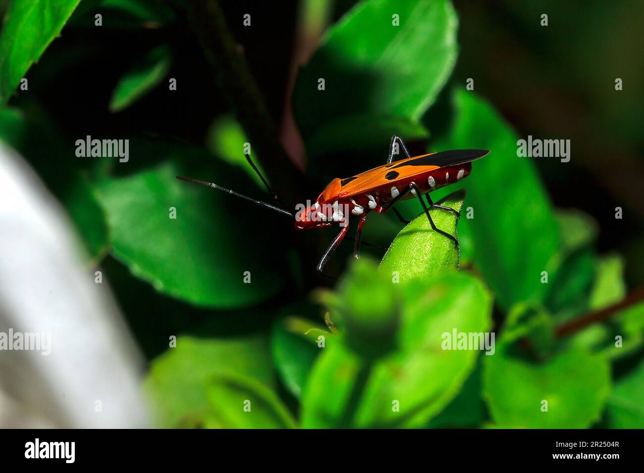 Cotton stainer on branches Stock Photo - Alamy