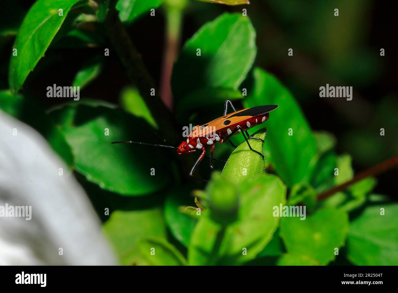 Cotton stainer on branches Stock Photo - Alamy