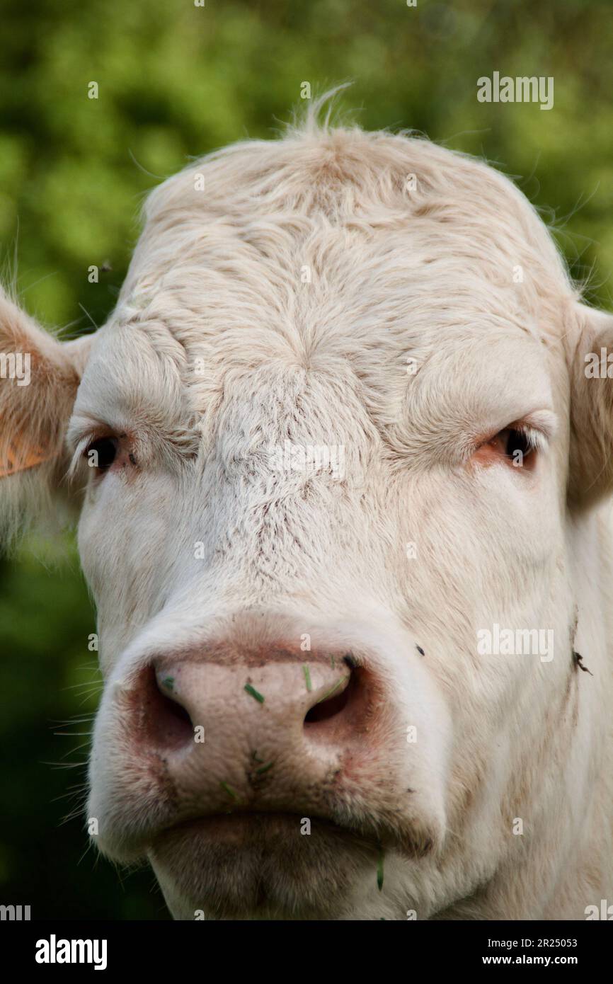 Vache boeuf taureau hi-res stock photography and images - Alamy