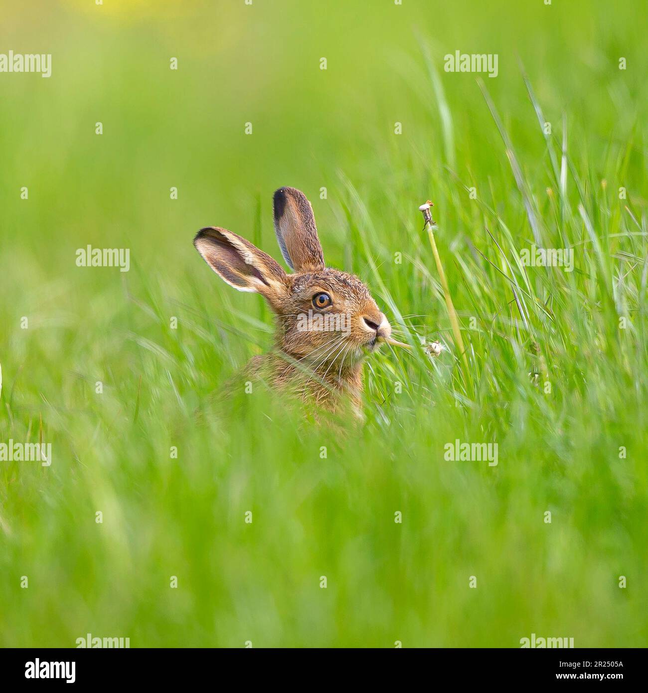 Hare leveret spring hi-res stock photography and images - Alamy