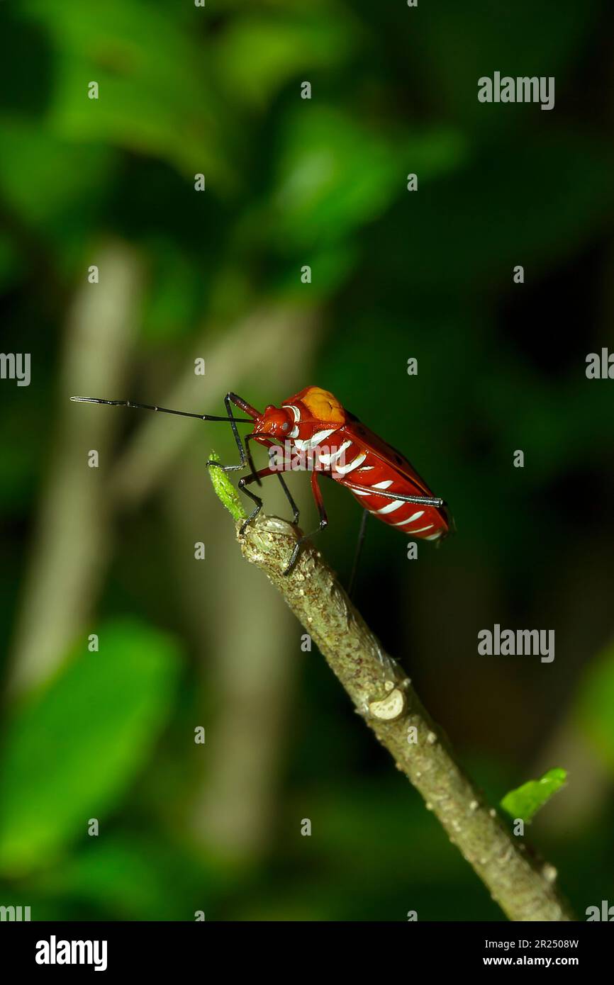 Cotton stainer on branches Stock Photo - Alamy